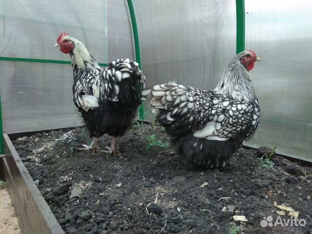 Орпингтоны