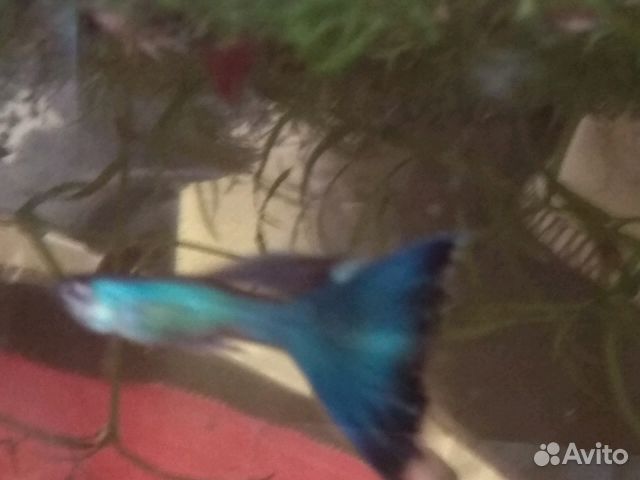 Гуппи мальки красные, улитки и маленькие, водоросл