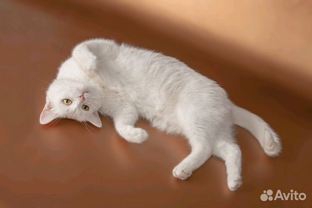 Белая ласковая кошка Лапушка