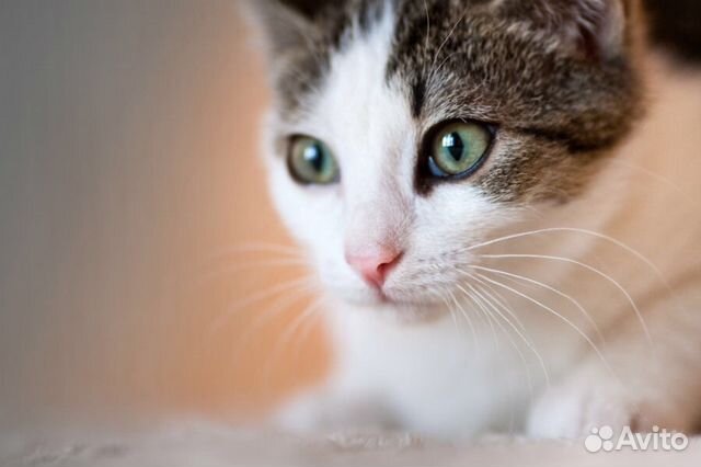 Котенок Лиза