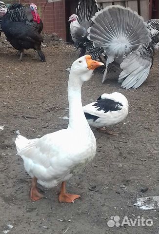 Продаю гусей,индоуток,цесарок,индюков