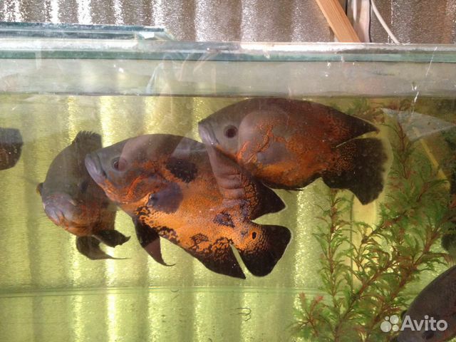 Астронотусы