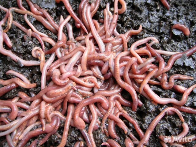 Черви для рыбной ловли