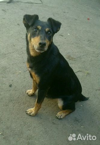 В добрые руки ягдтерьер