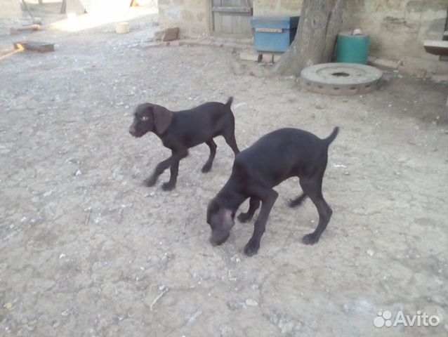 Щенки дратхаара