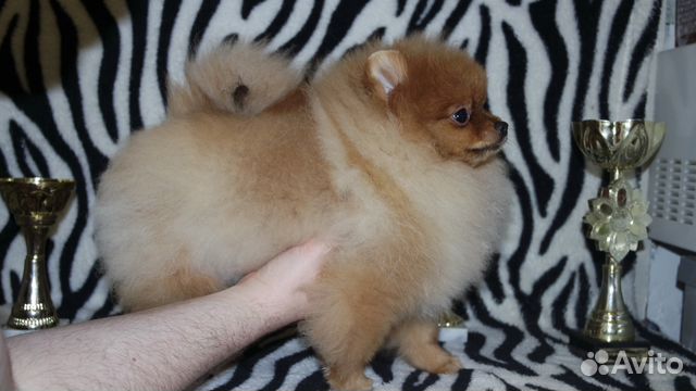 Высокопородные щенки померанского шпица с доками