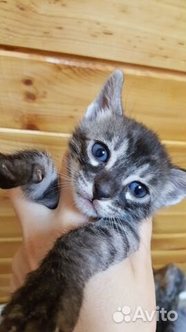 Бенгальская девочка Уголь/Серебро