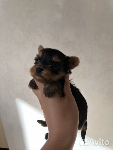 Щенки йоркширского терьера РКФ(мальчик)