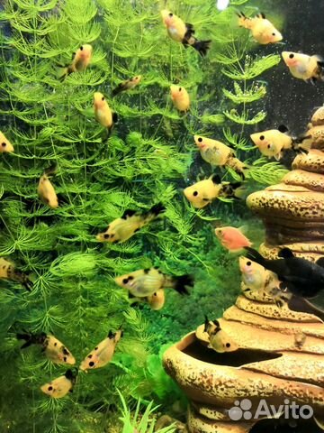 Аквариумные рыбки Моллинезии