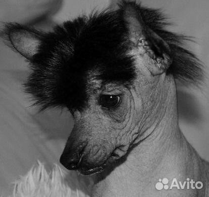 Девчонки и мальчишки китайской хохлатой