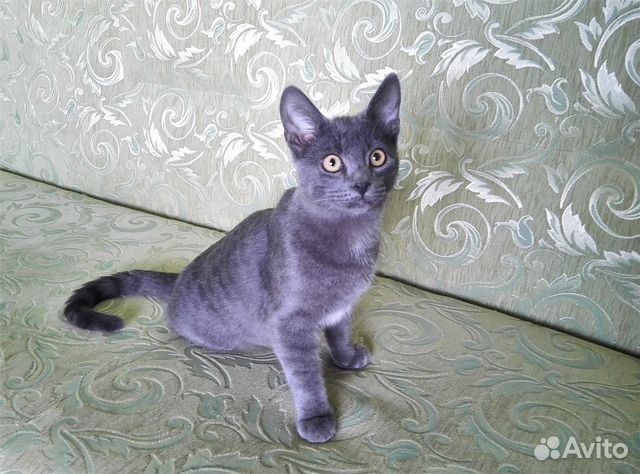 Ищет семью чудный Марсик