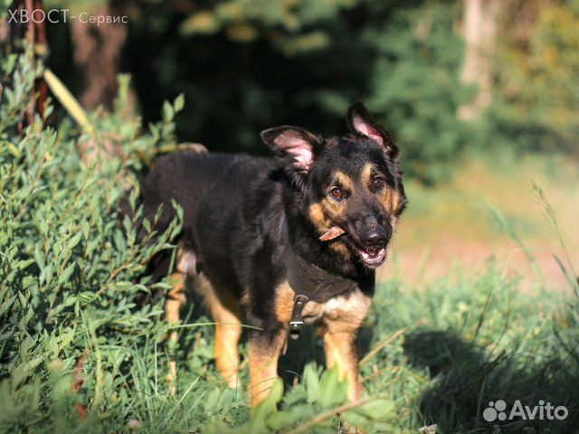 Говорящая собака, метис овчарки