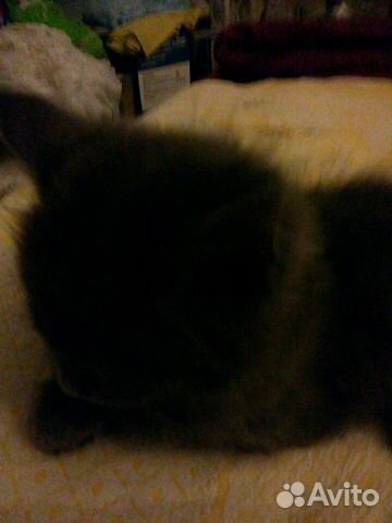 Ищем родителей