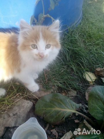 Осчастливим