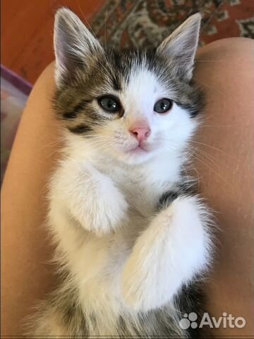 Малыш ищет свой дом