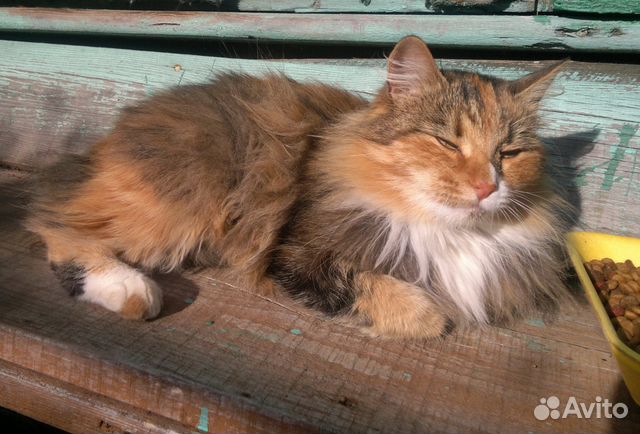 Рыжая кошка-красавица пропадет на дач. уч. зимой