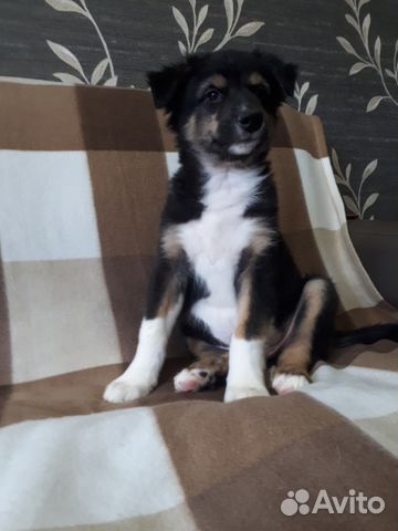 Байкал ищет дом и хозяина