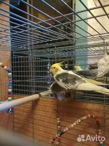 Попугай карела мальчик