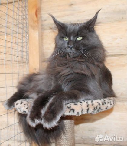 Мейн кун котята солидных окрасов