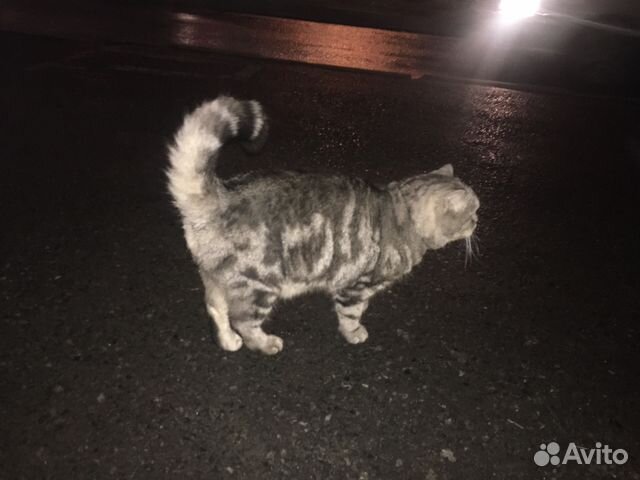 Найдена породистая кошка