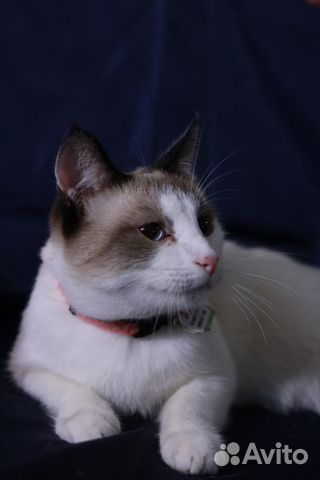 Голубоглазый котик молодой