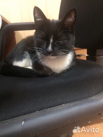 Пристраивается котик в добрые ручки, мышелов