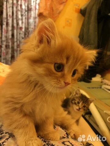 Котята 1.5 мес