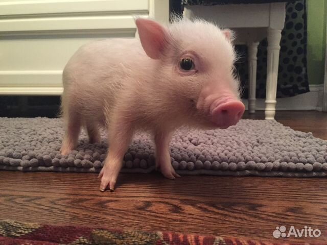 Продам Мини Пиги "Рита"
