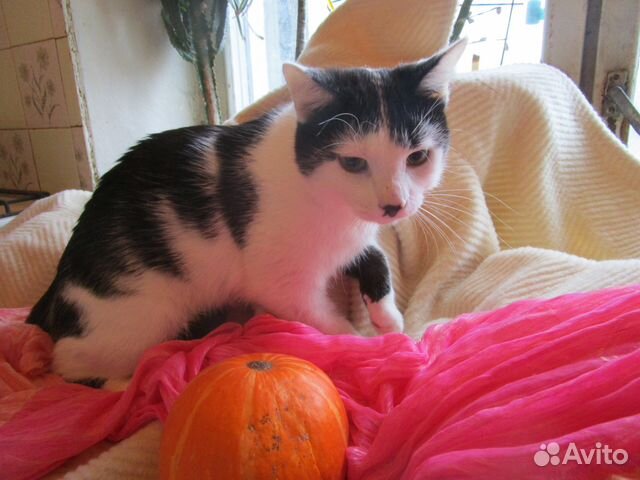 Молодой котик 9 месяцев