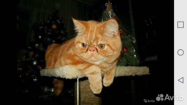 Котик экзот на вязку