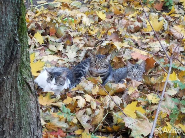 Котята ищут домики