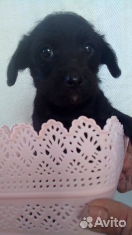 Милая,маленькая подружка чипу