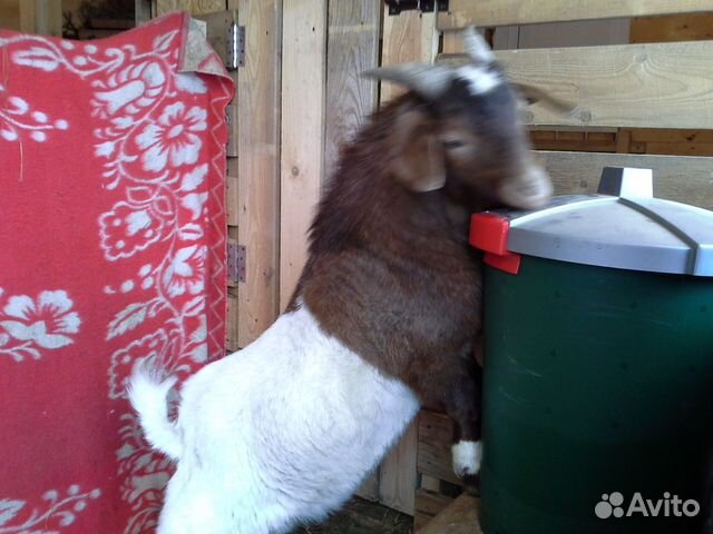 Продается камерунский козел