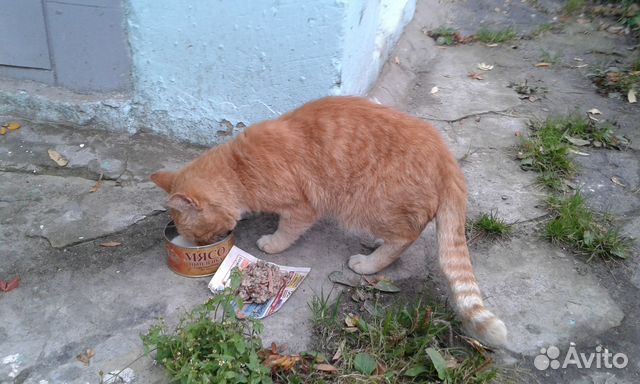 Рыжему коту опасно жить на улице