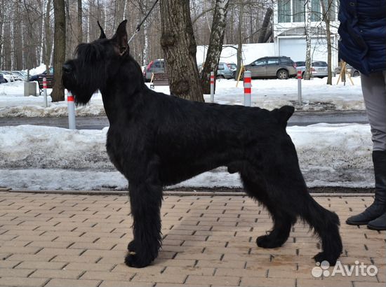 Щенки ризеншнауцера