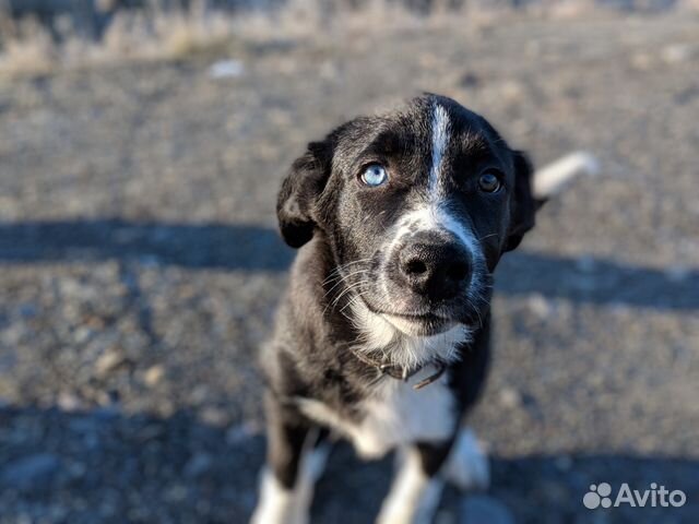 Голубоглазый щенок Карельской медвежьей собаки