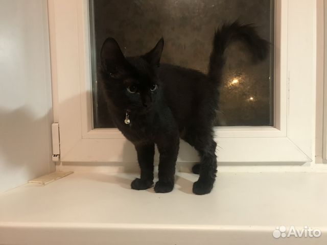 Котёнок в дар
