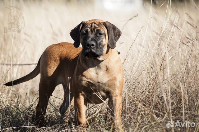 Южноафриканский бурбуль