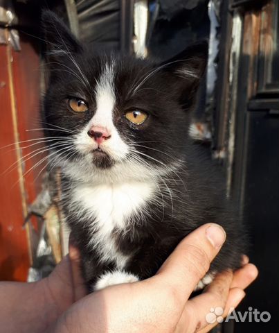 Очаровательный мальчик Совуша (котёнок)