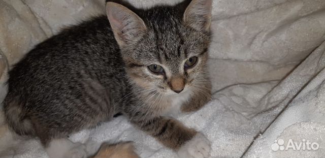 Котята полосатые в добрые руки
