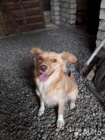 Ищет дом мелкая собачка Анфиса