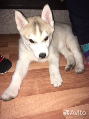 Сибирская хаски