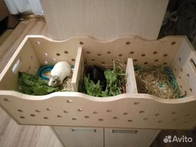 Морская свинка с вольером в компанию другой свинке