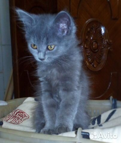 Кошечка Нибелунг. 2 мес