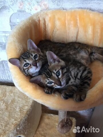 Бенгальские котята