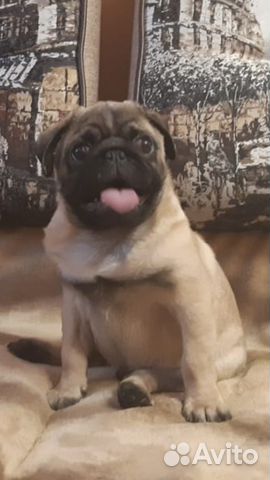 Мопсик бежевый 3мес