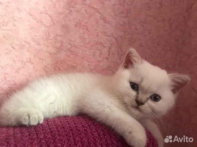 Маленький пушистый комочек ищет родителей