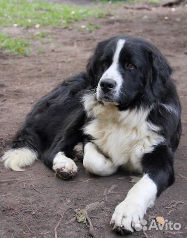 Молодой мальчишка в Дар