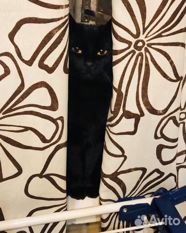 Пума ищет дом