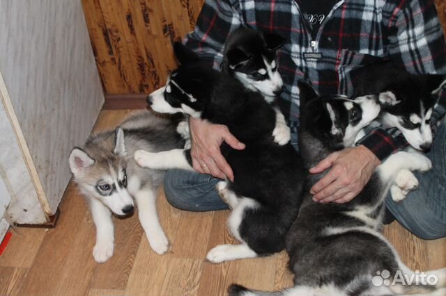 Сибирский хаски очаровашки